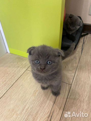 Бритнская кошка