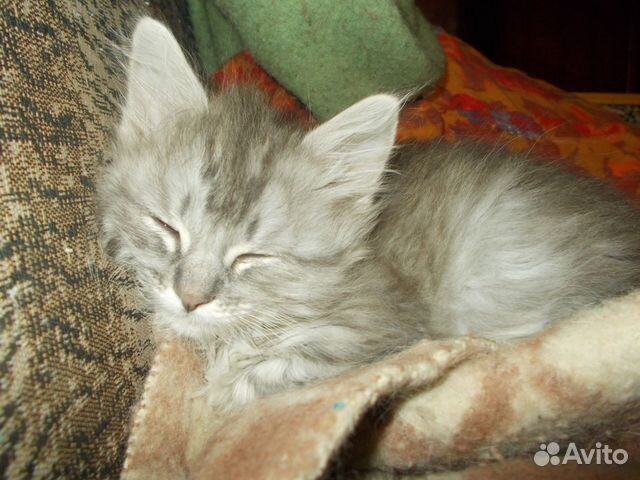 В надежные руки отдаю плюшек кошачьей нации