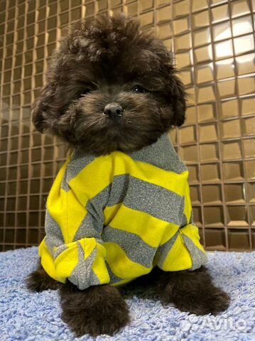 Девочка (метис )