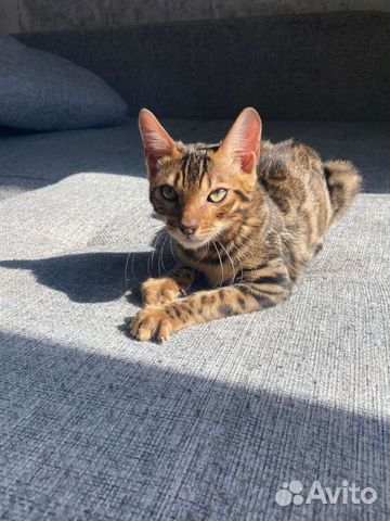 Бенгальская