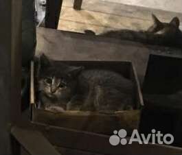 Котёнок серый