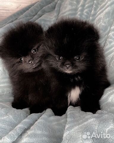 Померашки mini мальчикиVIP