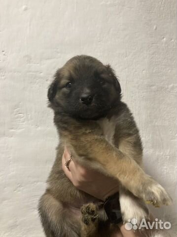 Московская сторожевая