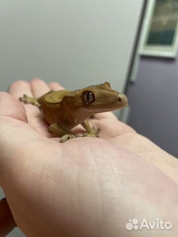 Бананоед с террариумом