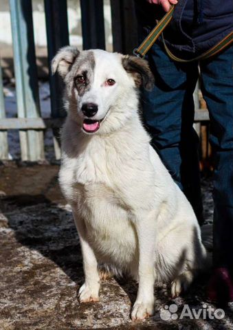 Отдадим собачку