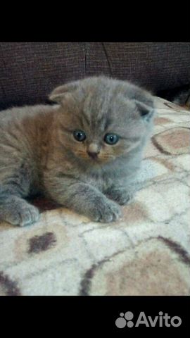 Британские котята