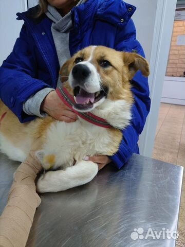 Собака Веснушка в добрые руки