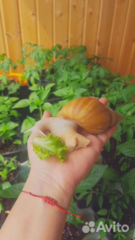 Улитка Ахатинна