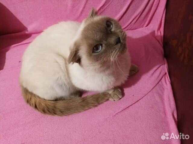 Кошка в дар