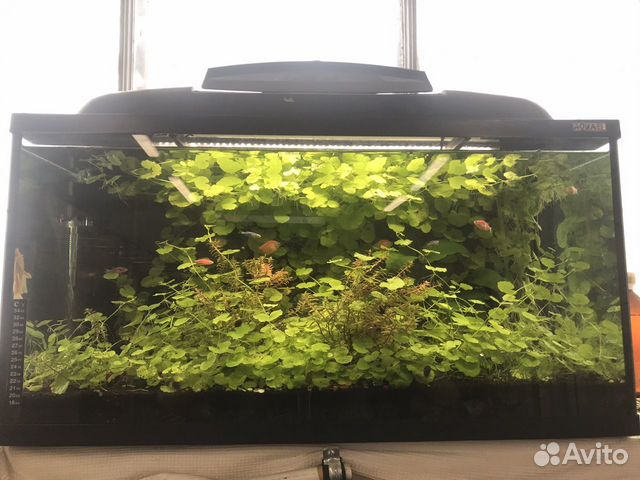 Живой аквариум