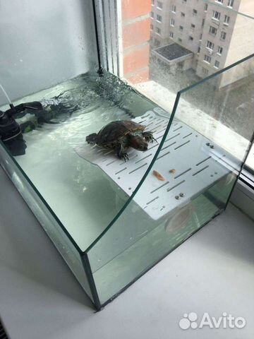 Красноухая черепашка,мальчик