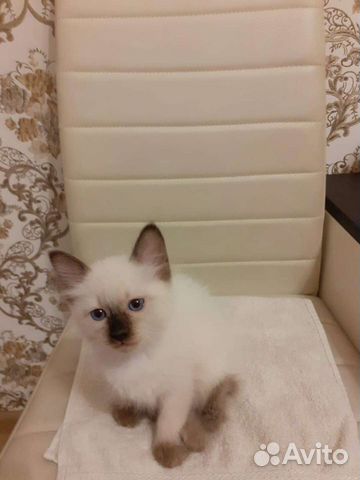 Тайская кошка (девочка, 3 месяца) + когтеточка