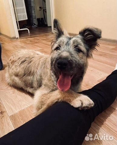 Щенок Грушенька в поиске семьи