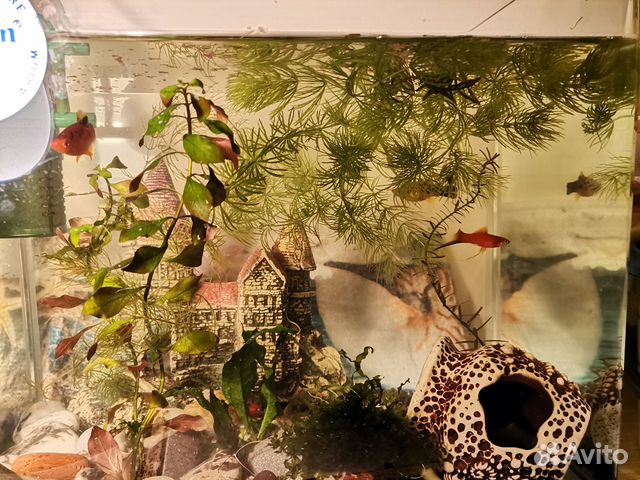 Мальки меченосцев