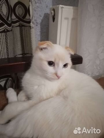 Котик бесплатно