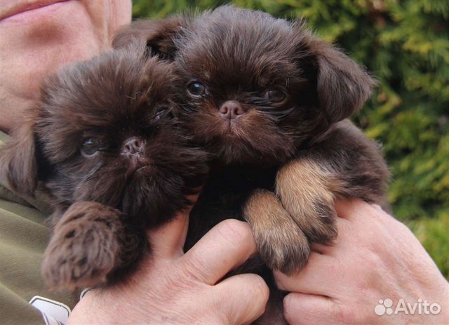 Бельгийский гриффон