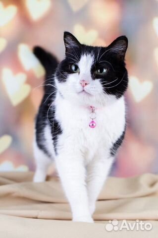 Кошка в дар