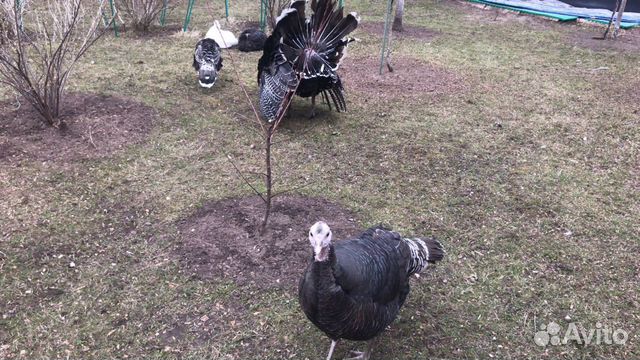 Семья индюков