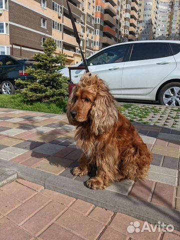 Собаки кокер спаниель Найден Ищу хозяина