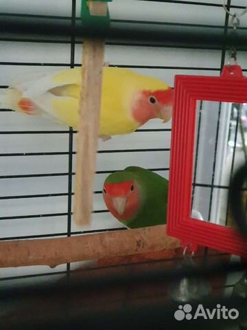 Попугаи неразлучники