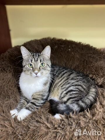 Кошка ищет семью