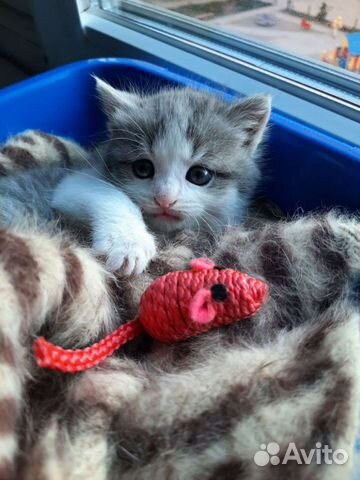 Маленький мальчишка розовые пятки