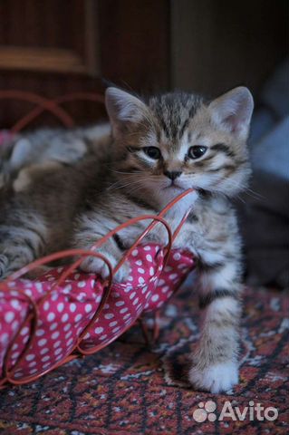 Котята британец метис