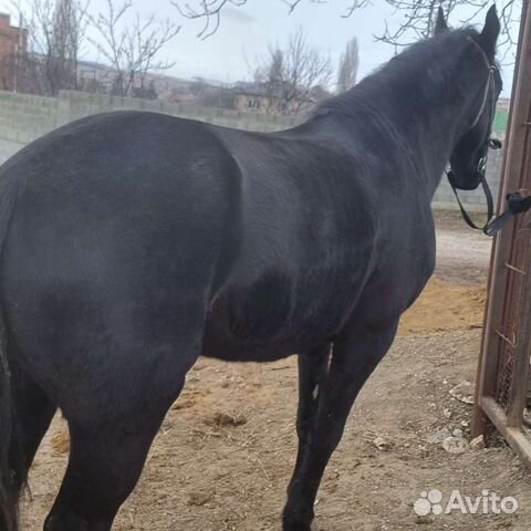 Жеребец вороной