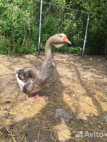 Гуси серые большие