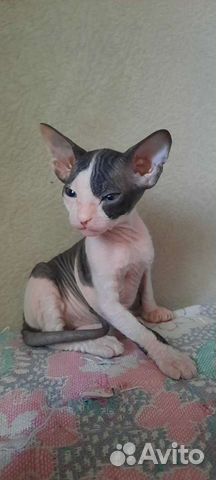 Канадский сфинкс котенок мальчик