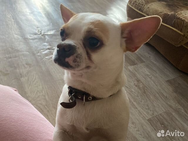 Помесь Чихуахуа