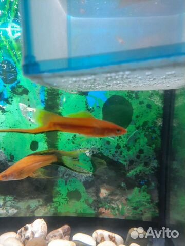 Аквариумные рыбки