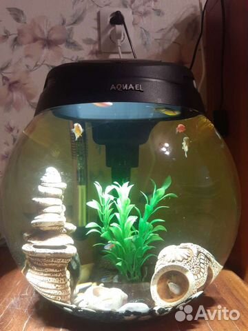 Аквариум и рыбки