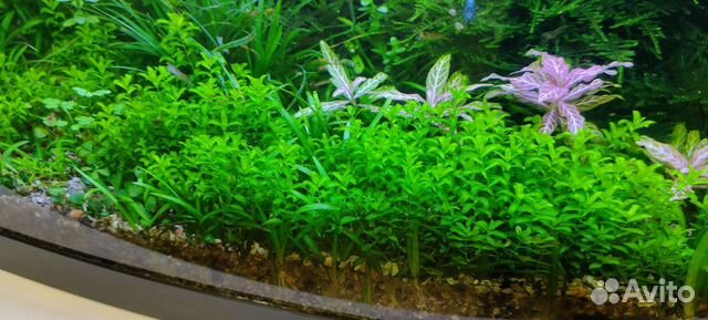 Растения аквариумные. Бесплатно