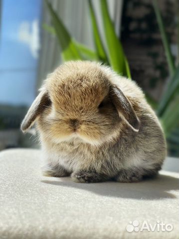 Miniature lop шикарный малыш