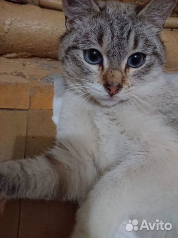 Котенок 6 мес метис помесь с сиамской