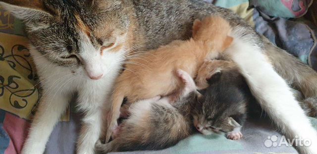 Охотничьи котята в дар