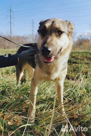 Собака в добрые руки, Брусника ищет дом