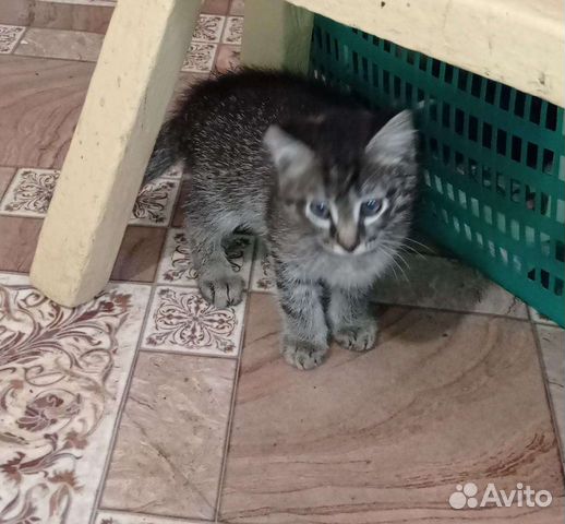 Котёнок мальчик 2мес