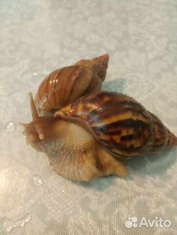 Улитки ахатины