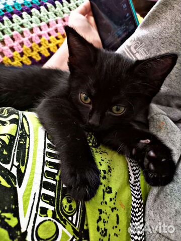 Котёнок британка