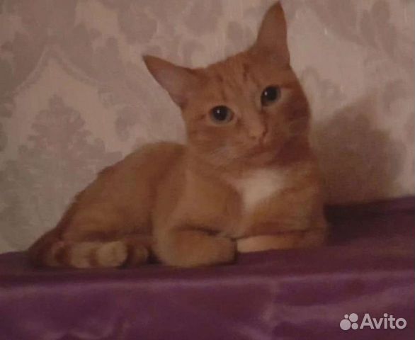 Кошка ищет дом