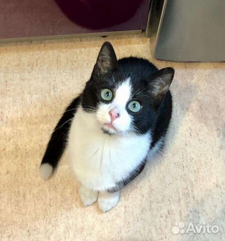 Котик ищет дом