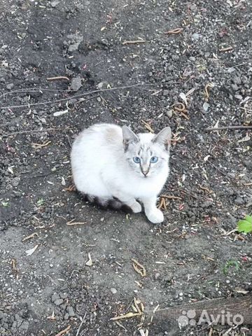 Голубоглазая тайская, котёнок, на улице