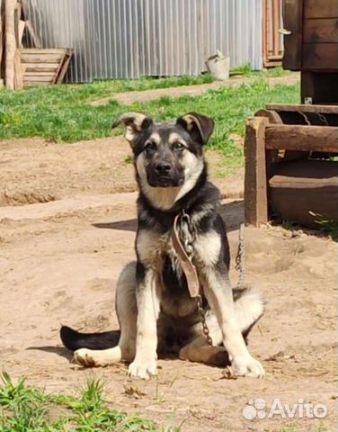 Щенок метис овчарки, 5 месяцев