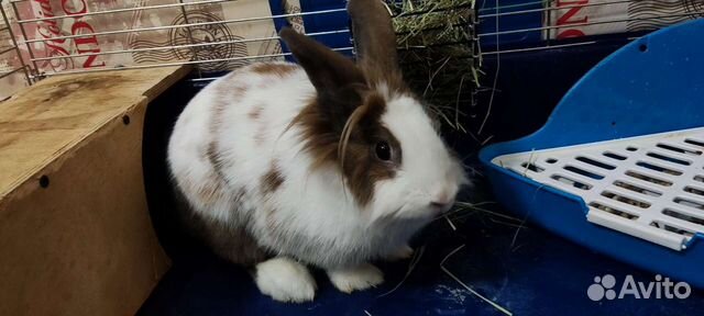 Декоративный кролик с клеткой