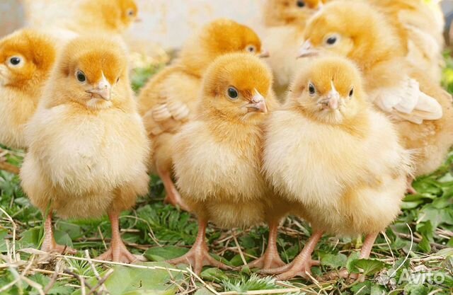 Цыплята суточные рос308
