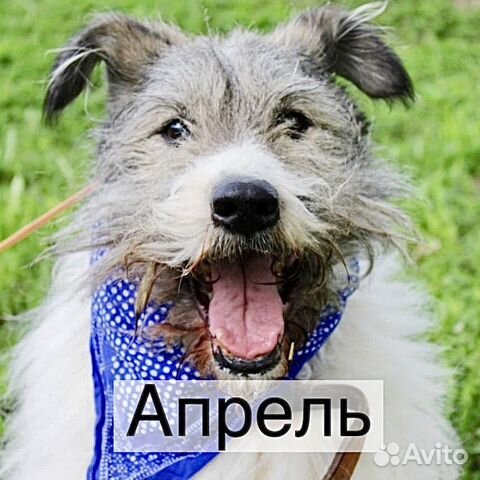 Спокойный, добрый и ни кому не нужный терьер