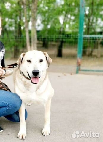 Собака из приюта