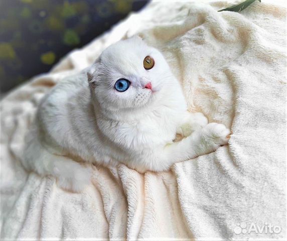 Ангелочек